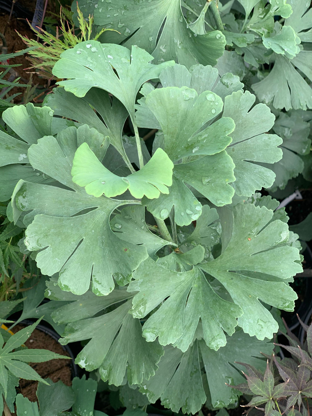 Buy Ginkgo biloba 'Troll' Dwarf Ginkgo Tree — Mr Maple │ Buy Japanese ...