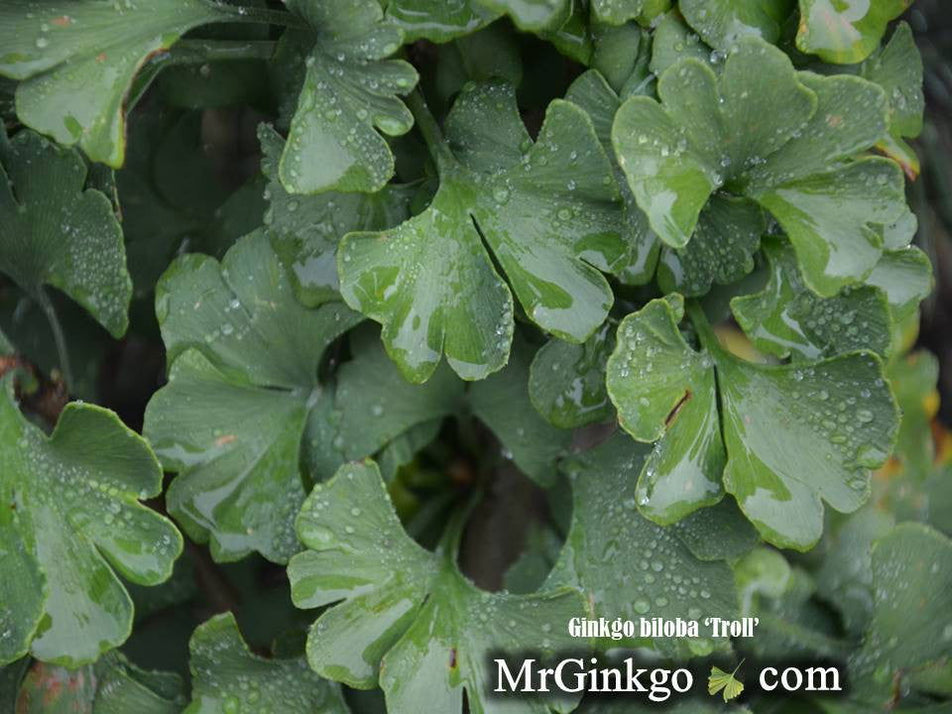 Buy Ginkgo biloba 'Troll' Dwarf Ginkgo Tree — Mr Maple │ Buy Japanese ...