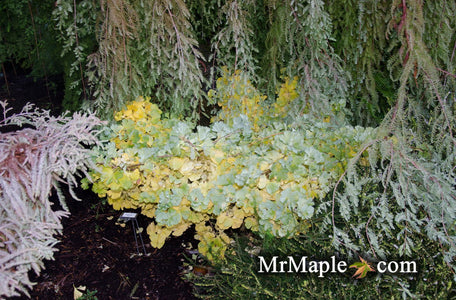 Buy Ginkgo biloba 'Troll' Dwarf Ginkgo Tree — Mr Maple │ Buy Japanese ...