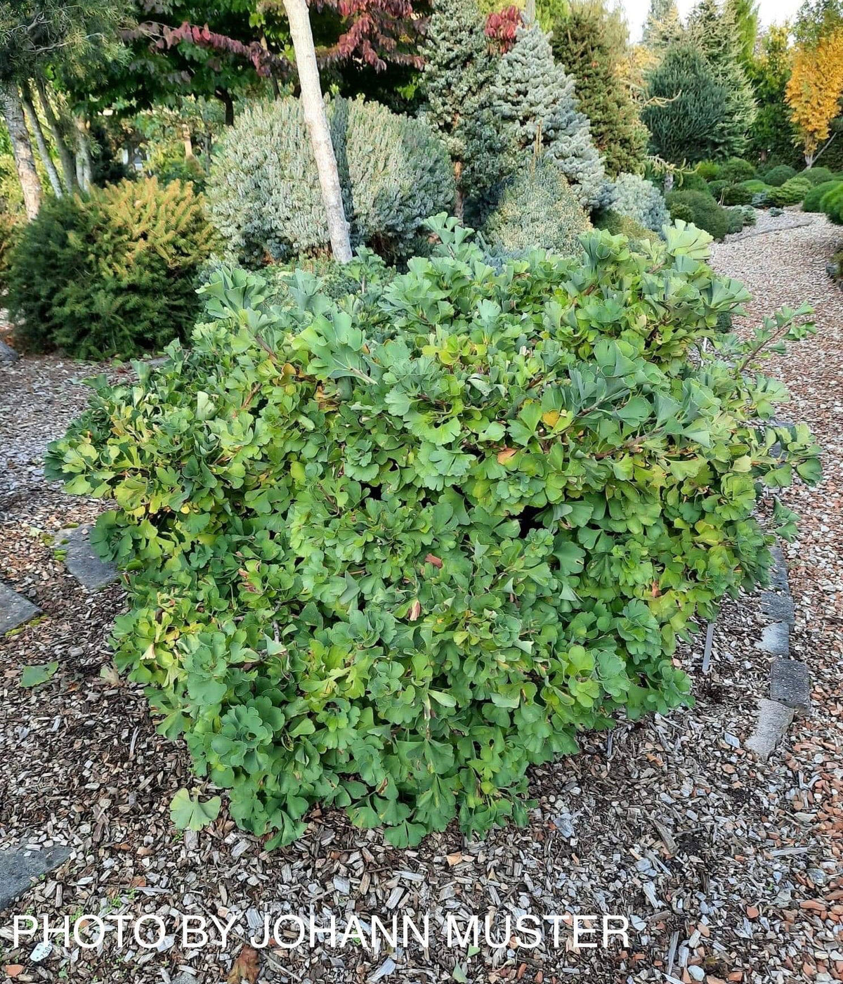 Buy Ginkgo biloba 'Troll' Dwarf Ginkgo Tree — Mr Maple │ Buy Japanese ...