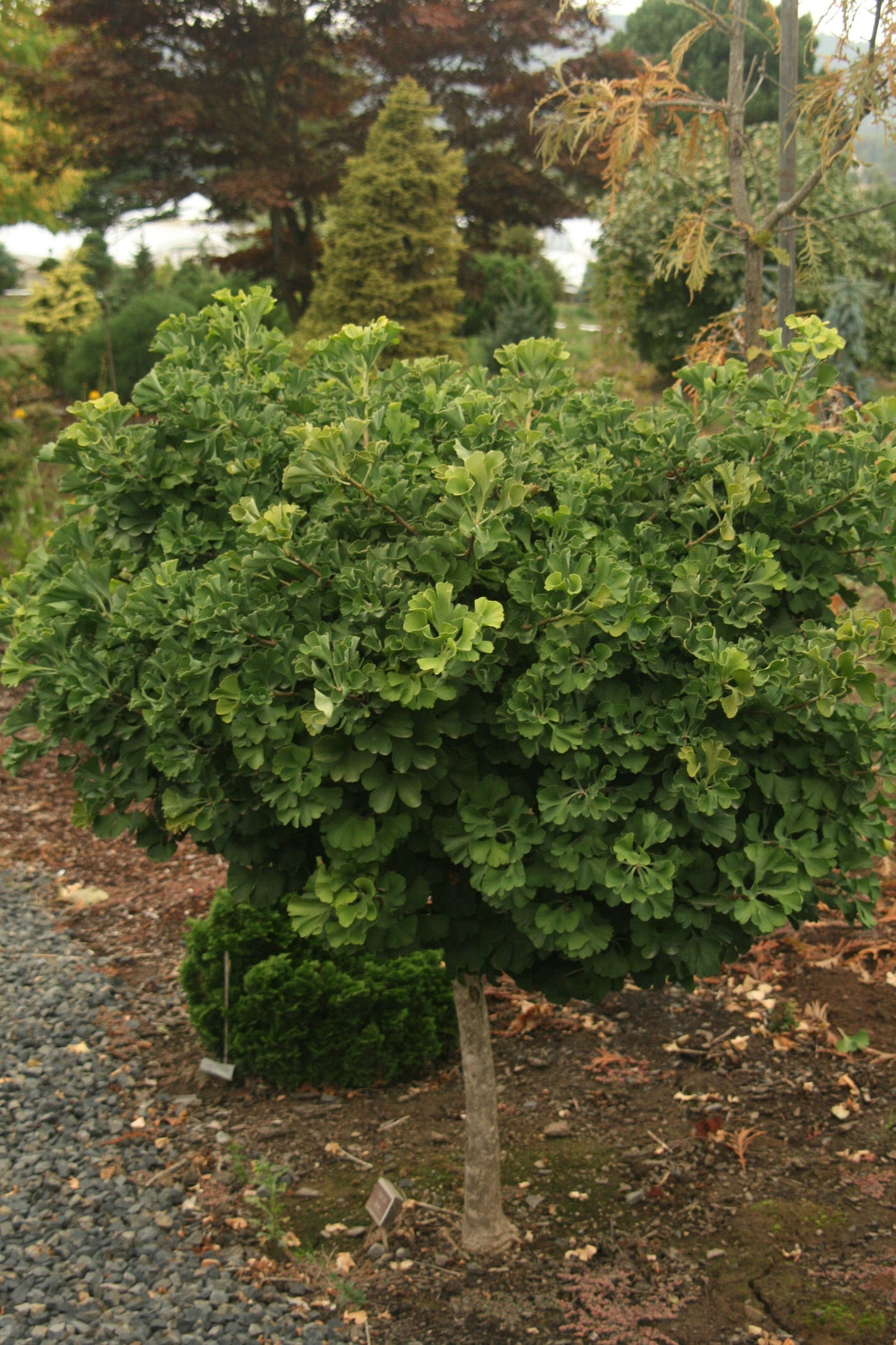 Buy Ginkgo biloba 'Troll' Dwarf Ginkgo Tree — Mr Maple │ Buy Japanese ...