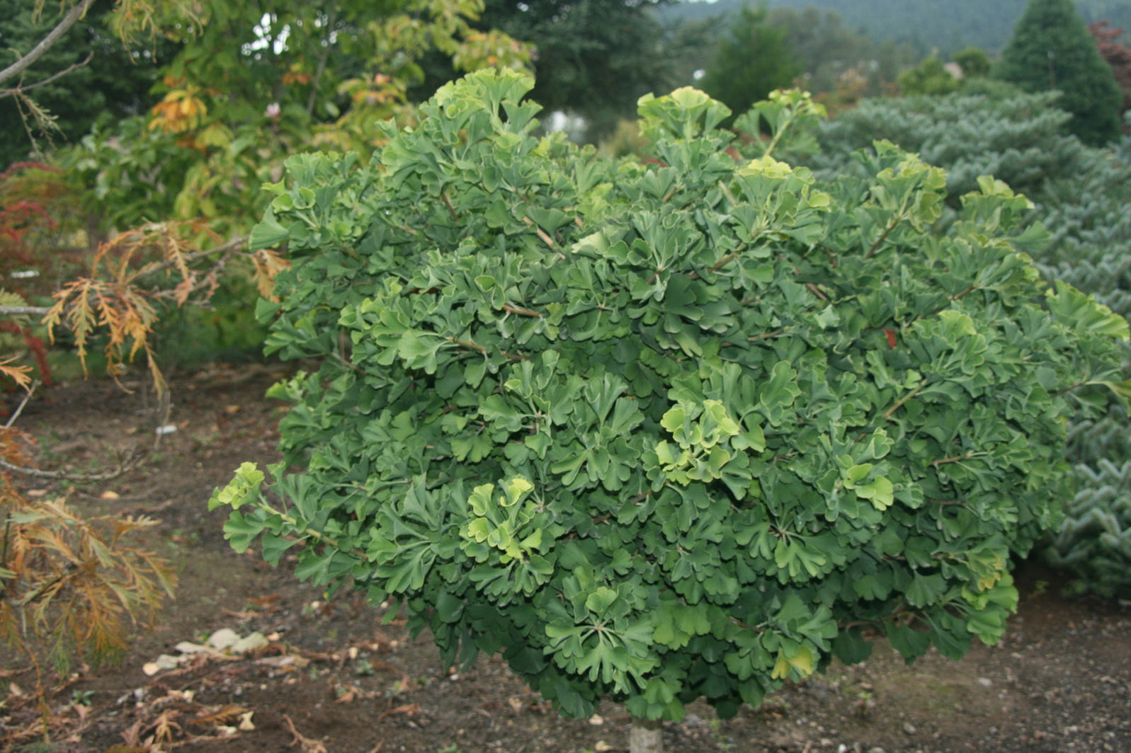 Buy Ginkgo biloba 'Troll' Dwarf Ginkgo Tree — Mr Maple │ Buy Japanese ...