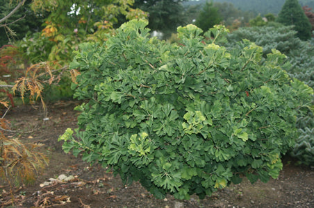 Buy Ginkgo biloba 'Troll' Dwarf Ginkgo Tree — Mr Maple │ Buy Japanese ...