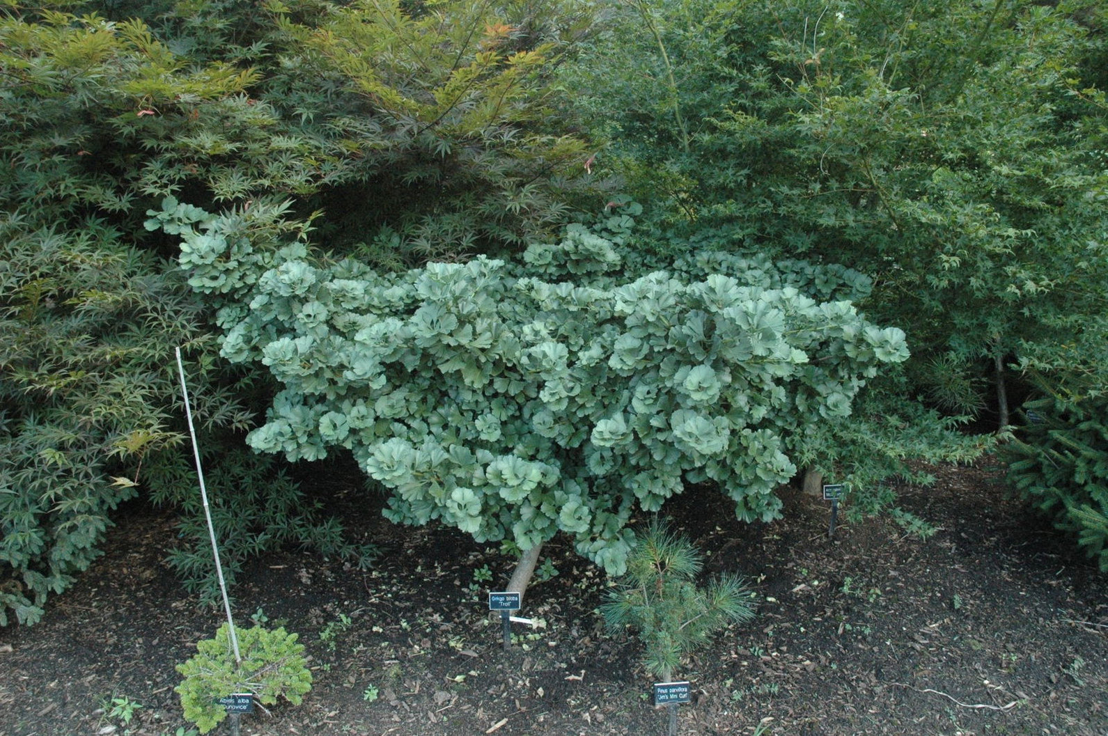 Buy Ginkgo biloba 'Troll' Dwarf Ginkgo Tree — Mr Maple │ Buy Japanese ...