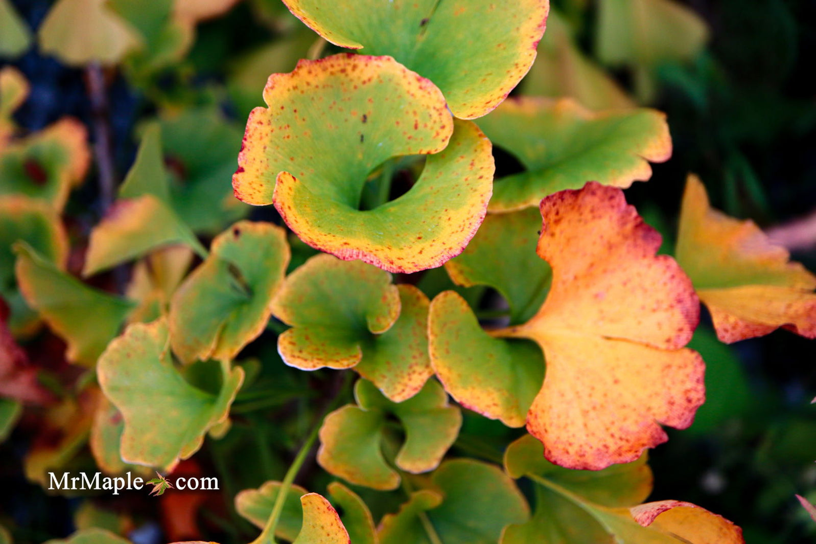 Buy Ginkgo biloba 'Troll' Dwarf Ginkgo Tree — Mr Maple │ Buy Japanese ...