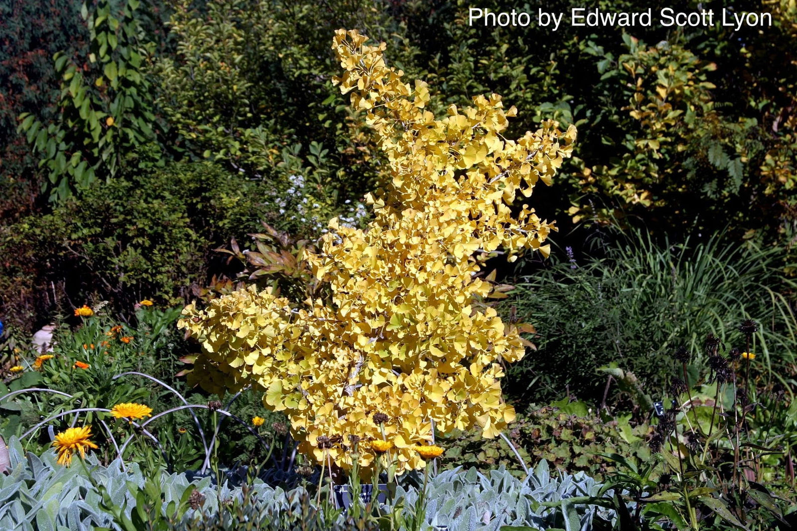 Buy Ginkgo biloba 'Witch's Broom' WB Dwarf Ginkgo Tree — Mr Maple │ Buy ...