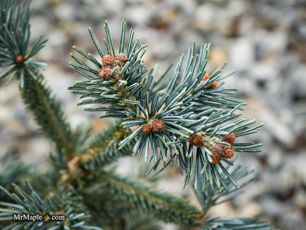 Buy Abies Lasiocarpa 'Glacier Blue' Dwarf Alpine Fir — Mr Maple │ Buy ...