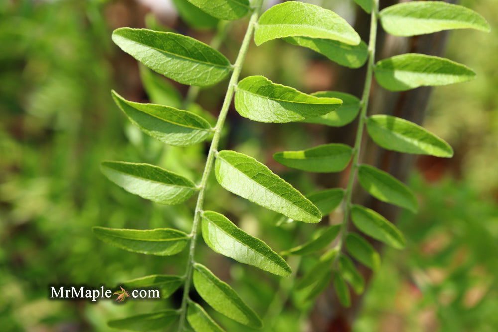 Buy Gleditsia triacanthos inermis 'Emerald Caskade' Weeping Honey ...