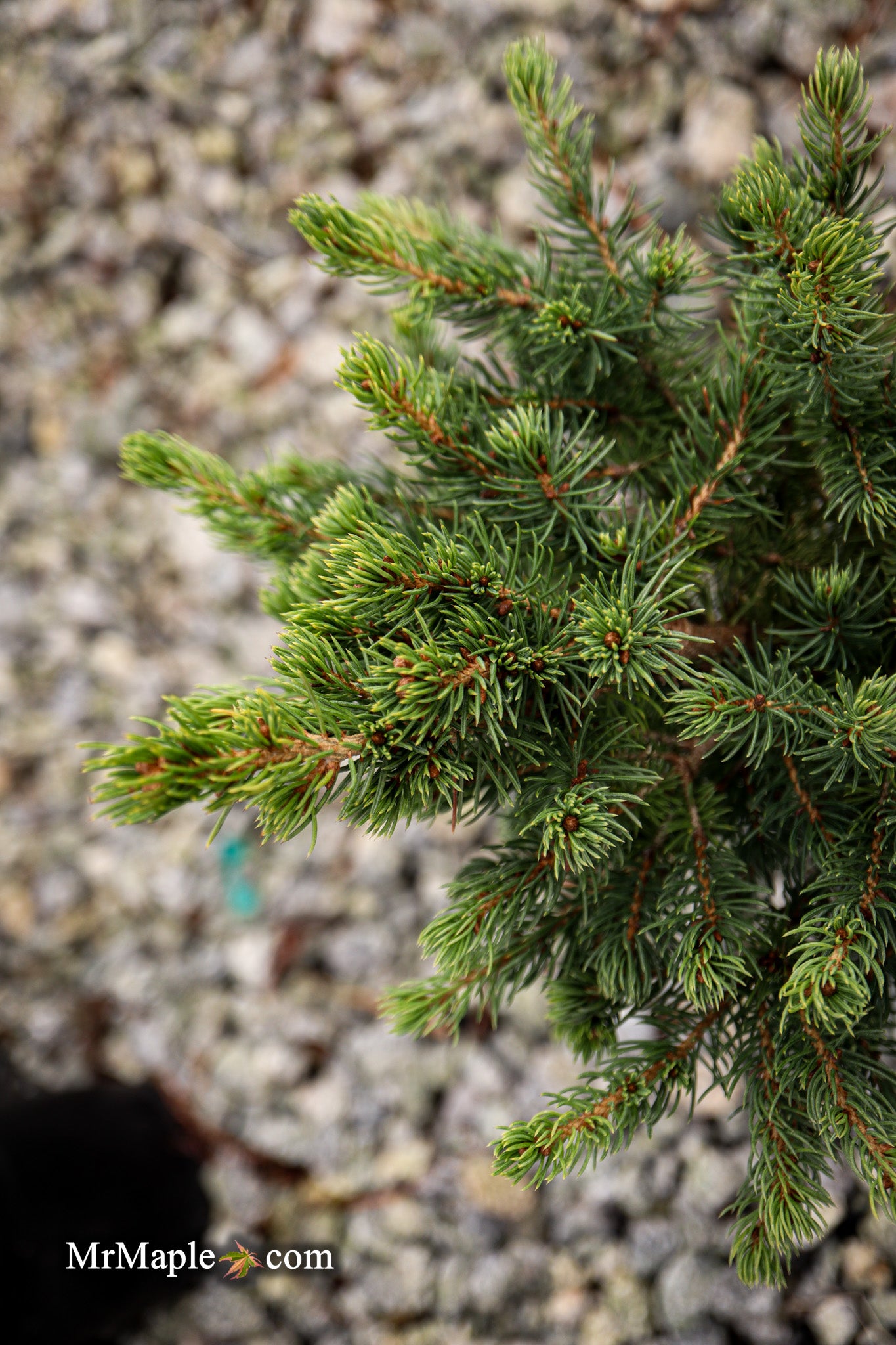 Buy Picea glauca 'Gold Tip' Dwarf Alberta Spruce — Mr Maple │ Buy ...