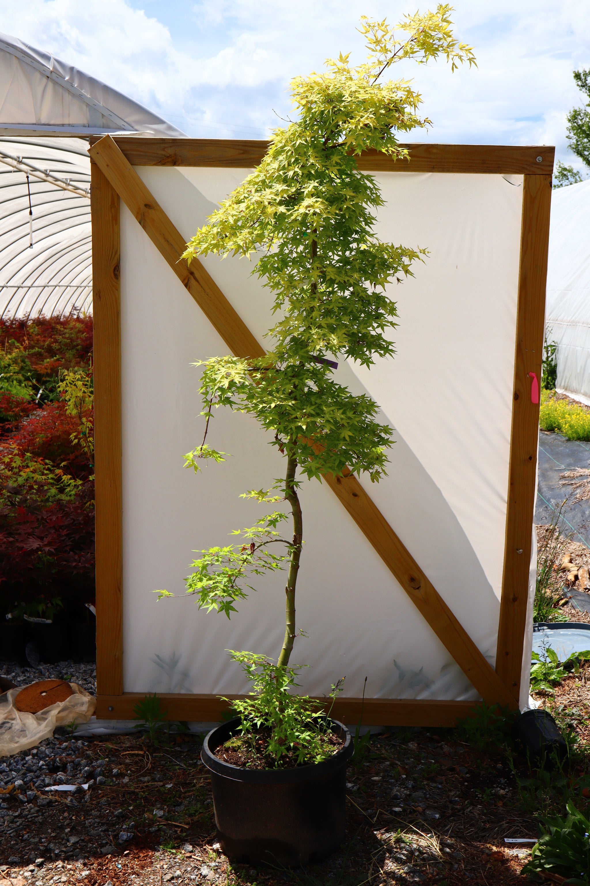 Buy Japanese Maples - MrMaple — Mr Maple │ Buy Japanese Maple Trees