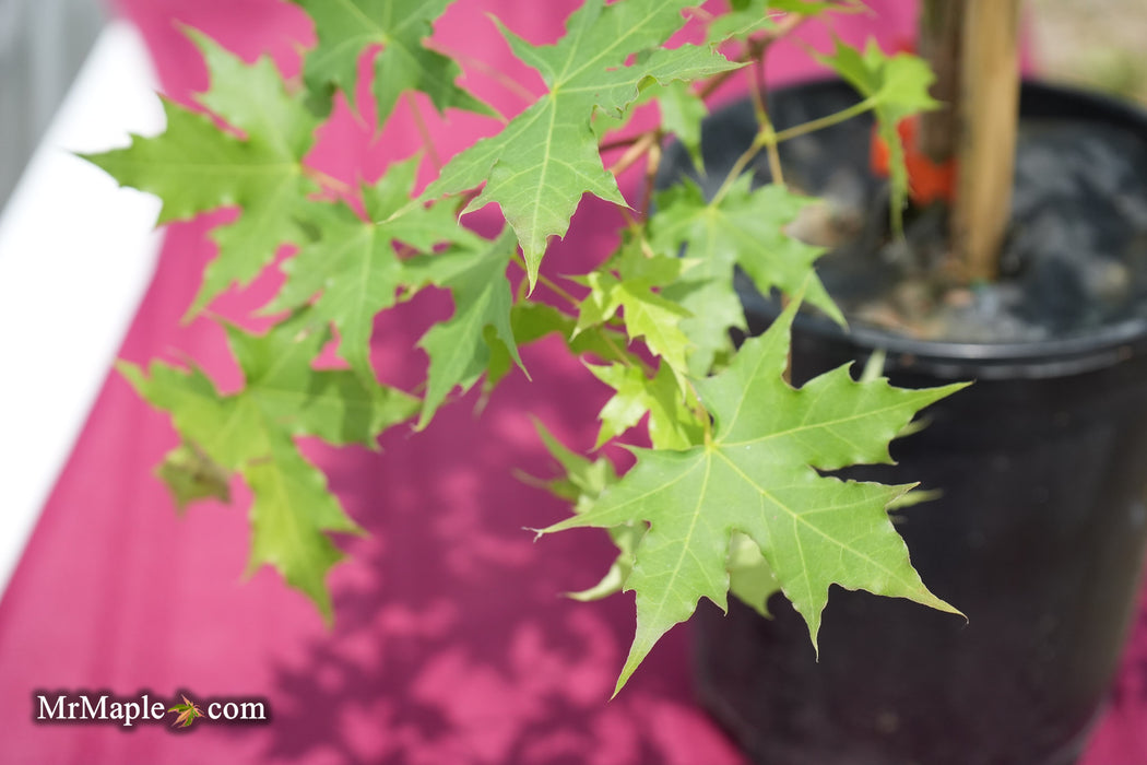 Buy Acer truncatum 'Griffin's Dragon' Shantung Maple — Mr Maple │ Buy Japanese Maple Trees