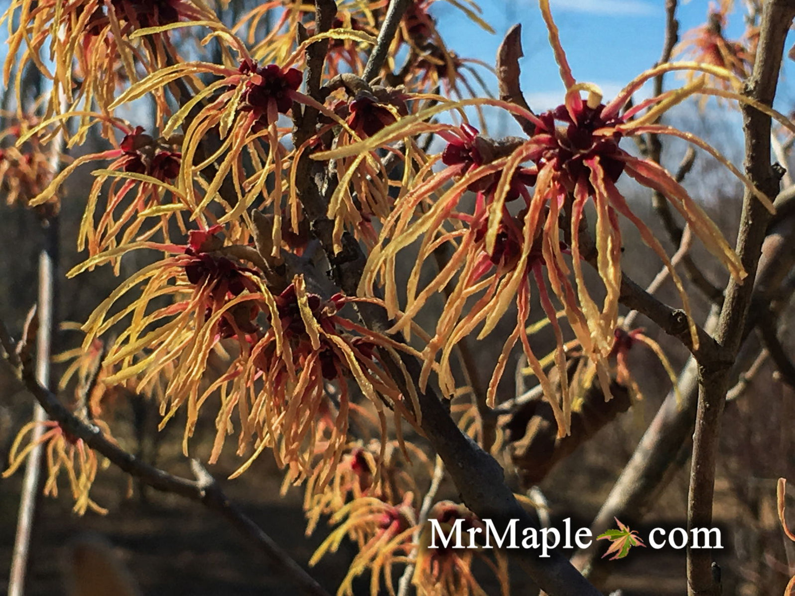 Buy Hamamelis x intermedia 'Aurora' Large Flowering Bicolor Witch Hazel ...