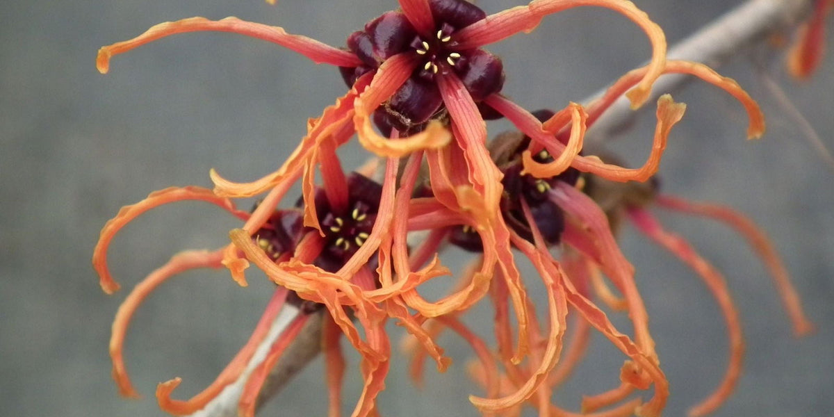 Buy Hamamelis xintermedia 'Spanish Spider' Orange Witch Hazel — Mr ...