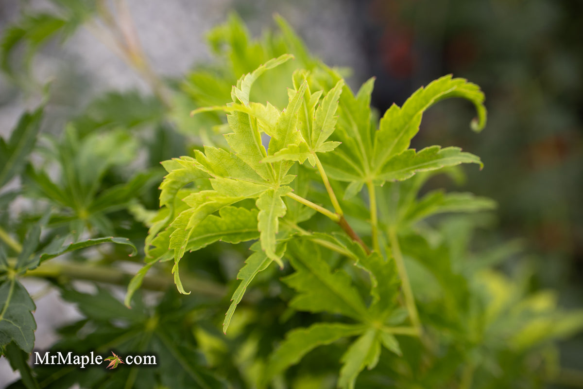 Buy Acer palmatum 'Harold's Pinebark' Japanese Maple — Mr Maple │ Buy ...