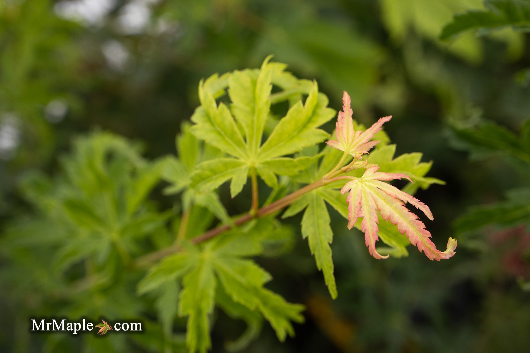 Buy Acer palmatum 'Harold's Pinebark' Japanese Maple — Mr Maple │ Buy ...