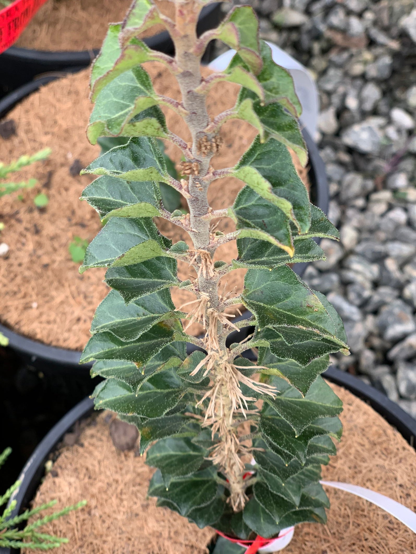 Buy Hedera helix 'Conglomerata Erecta' Dense Non-Climbing English Ivy ...