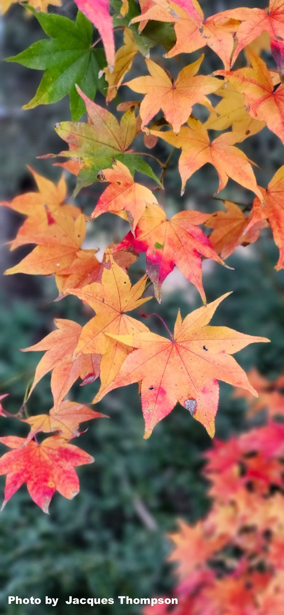 Buy Acer palmatum 'Hogyoku' Japanese Maple — Mr Maple │ Buy Japanese ...