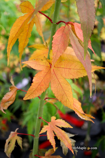 Buy Acer oliverianum 'Hot Chicken' Japanese Maple — Mr Maple │ Buy ...