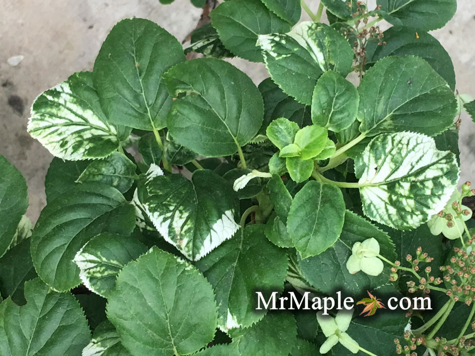 Buy Hydrangea anomala ssp. petiolaris 'Early Light' Variegated Climbing ...