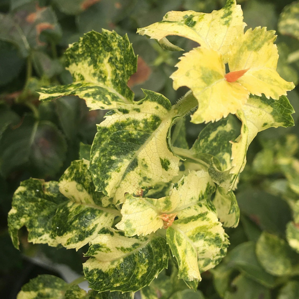 Buy Hydrangea anomala ssp. petiolaris 'Kuga Variegated' Variegated ...