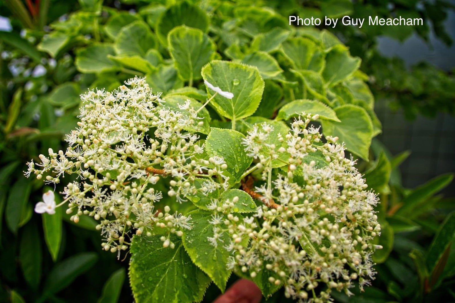 Buy Hydrangea anomala ssp. petiolaris 'Mirranda' Climbing Hydrangea ...