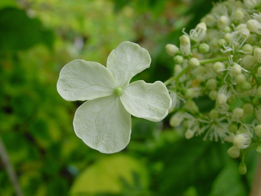 Buy Hydrangea anomala ssp. petiolaris 'Mirranda' Climbing Hydrangea ...
