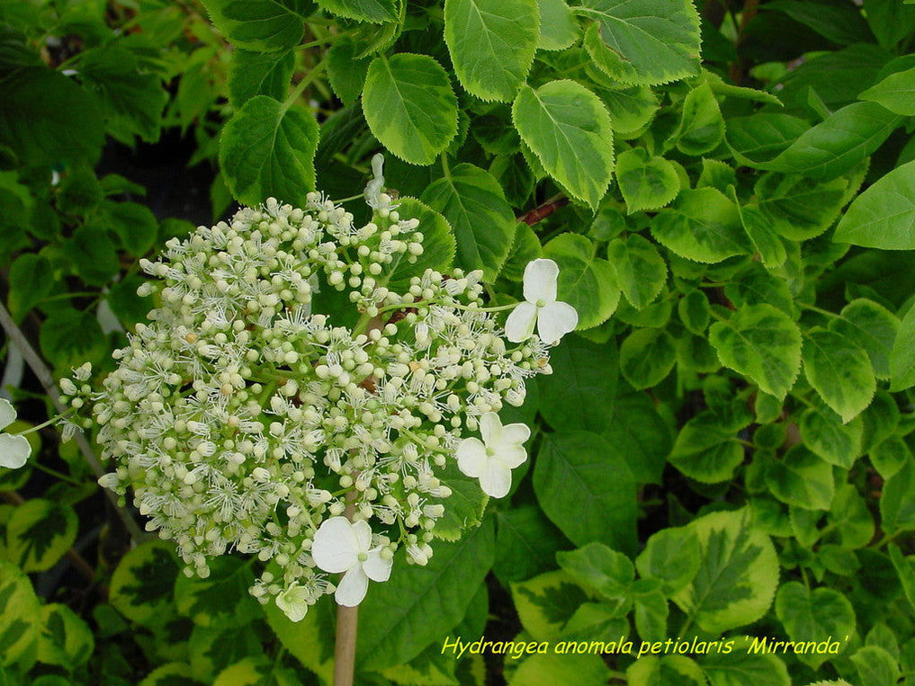 Buy Hydrangea anomala ssp. petiolaris 'Mirranda' Climbing Hydrangea ...