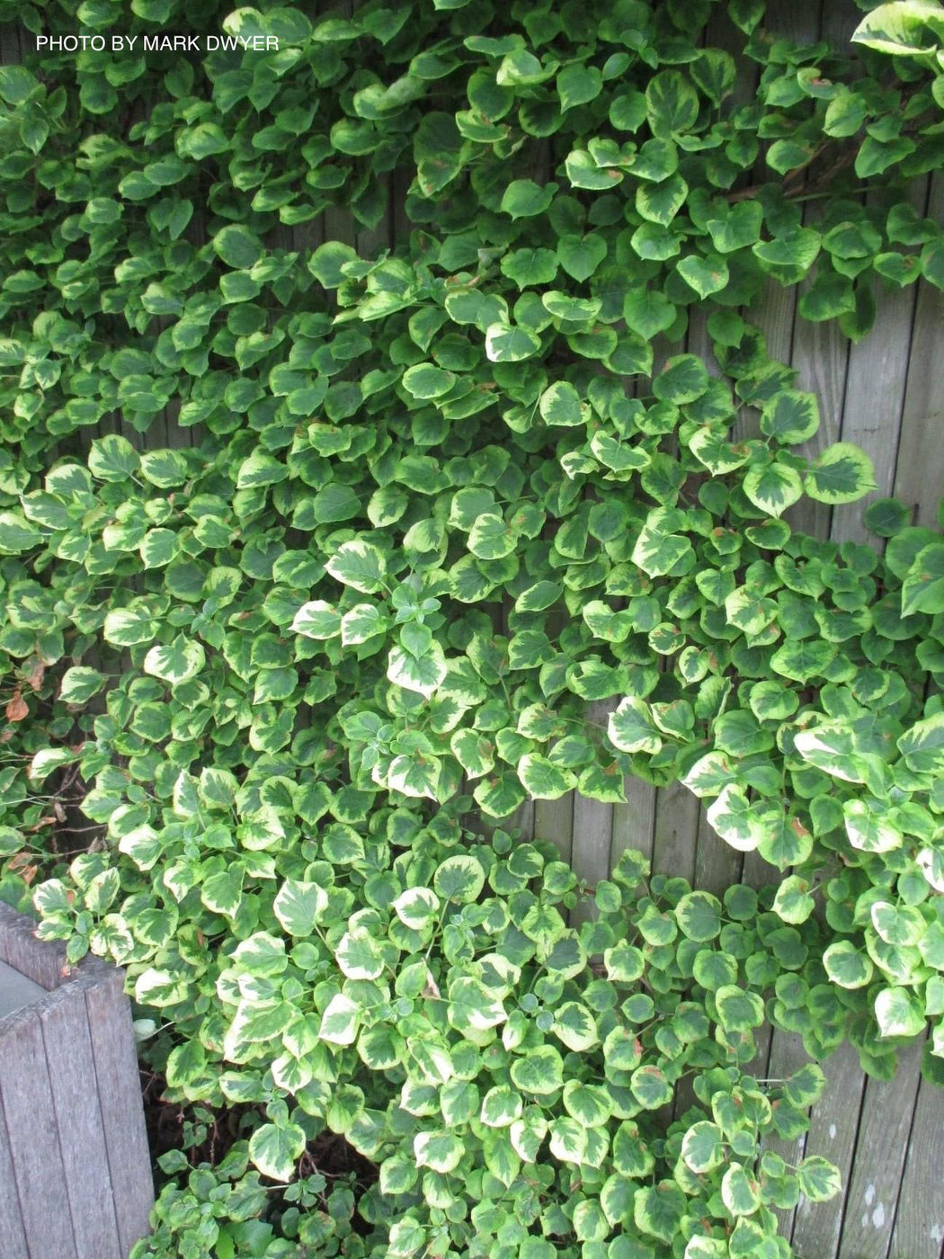 Buy Hydrangea anomala ssp. petiolaris 'Mirranda' Climbing Hydrangea ...