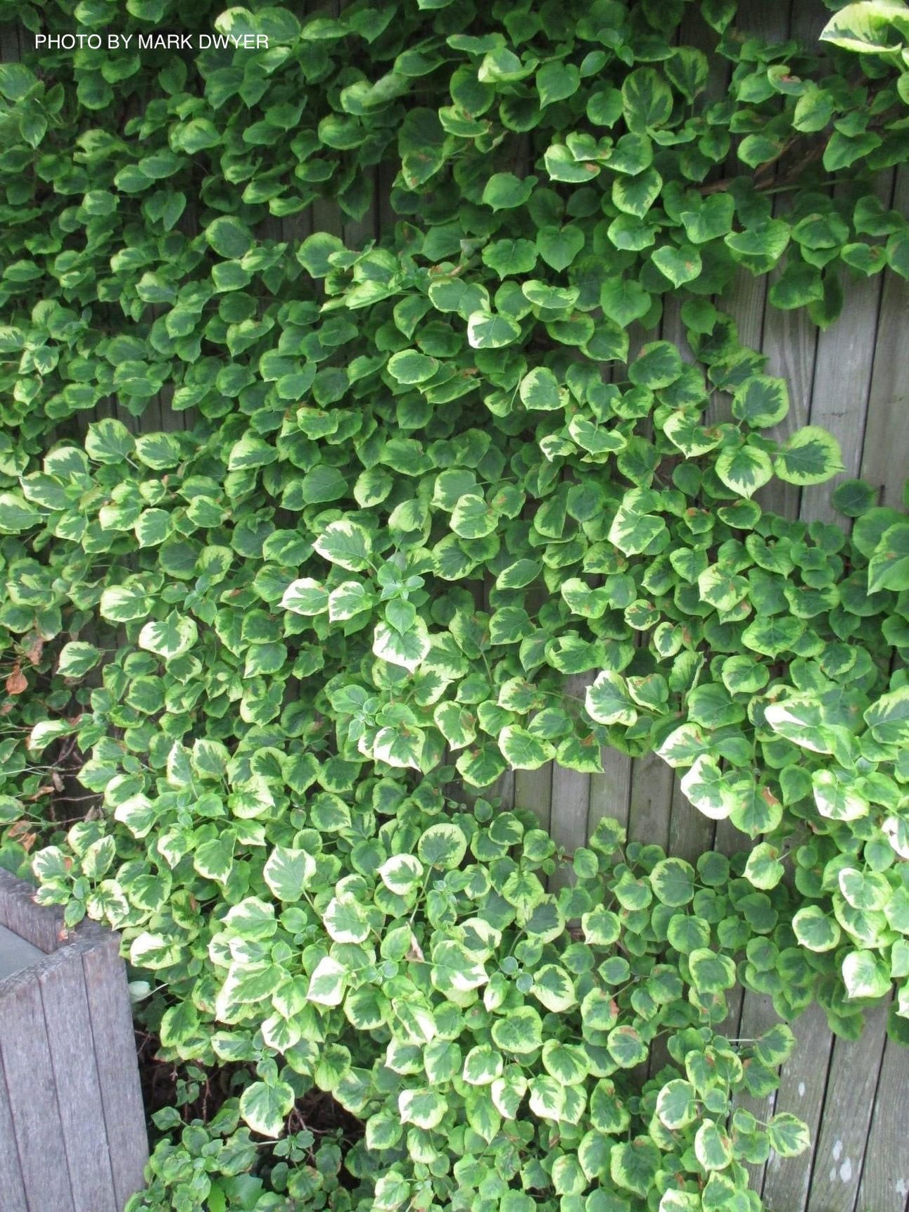 Buy Hydrangea anomala ssp. petiolaris 'Mirranda' Climbing Hydrangea ...