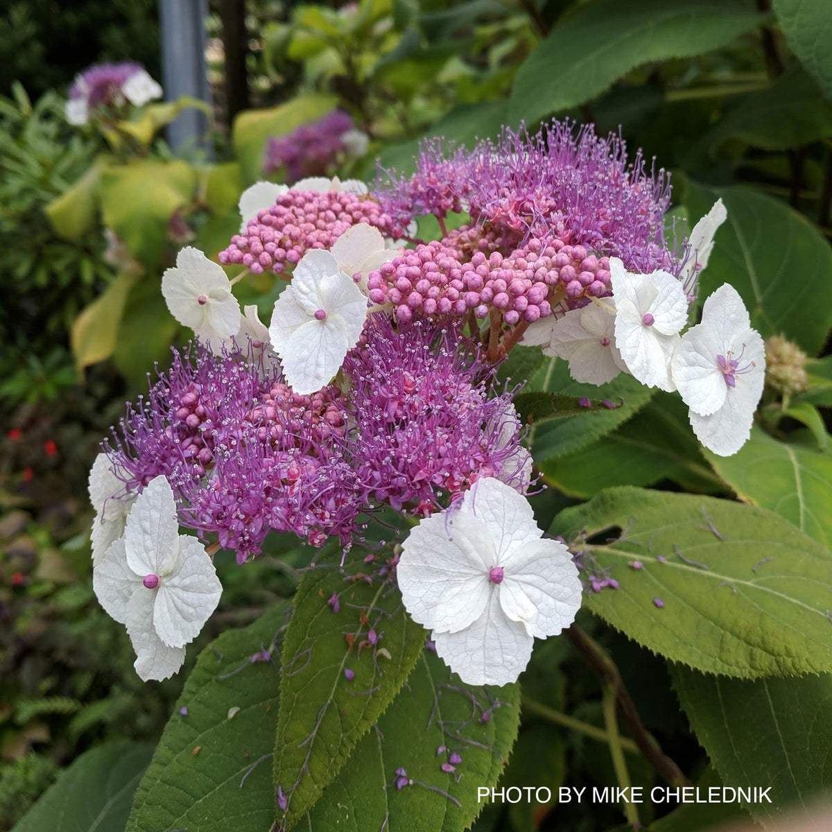 Hydrangea aspera Rough-Leaved Hydrangea — Mr Maple │ Buy Japanese Maple ...