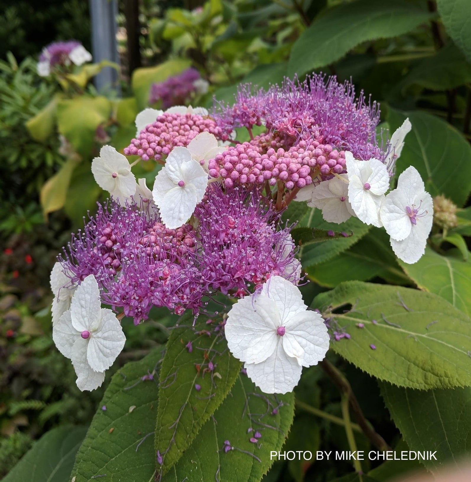 Hydrangea aspera Rough-Leaved Hydrangea — Mr Maple │ Buy Japanese Maple ...
