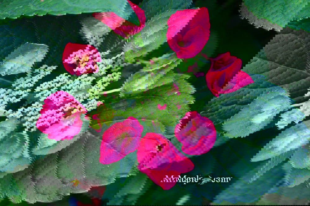 Buy Hydrangea macrophylla 'McKay' Cherry Explosion™ Cherry Red Bloom ...