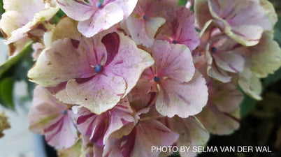 Buy Hydrangea macrophylla 'Dancing Angel' Sweet Fantasy™ Variegated ...