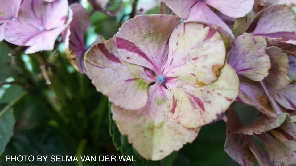 Buy Hydrangea macrophylla 'Dancing Angel' Sweet Fantasy™ Variegated ...