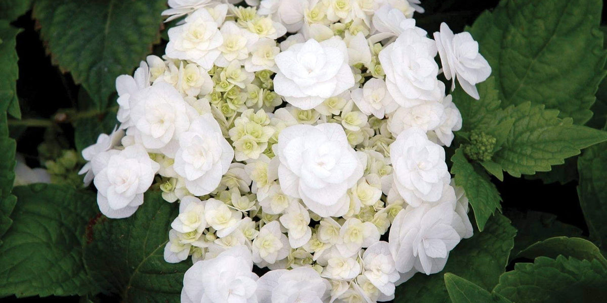 Hydrangea macrophylla ‘Dancing Snow’ Wedding Gown™ Hydrangea — Mr Maple ...