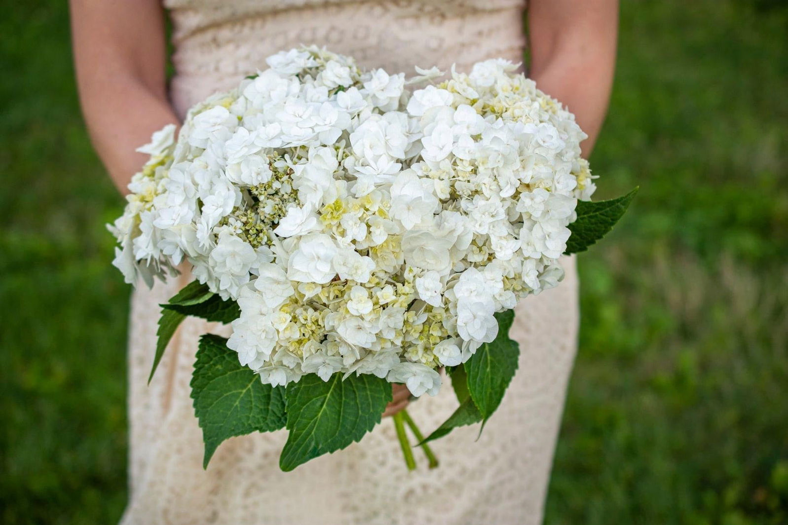 Hydrangea macrophylla ‘Dancing Snow’ Wedding Gown™ Hydrangea — Mr Maple ...