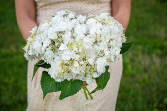Hydrangea macrophylla ‘Dancing Snow’ Wedding Gown™ Hydrangea — Mr Maple ...