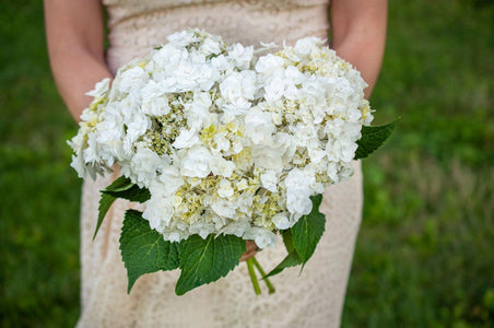 Hydrangea macrophylla ‘Dancing Snow’ Wedding Gown™ Hydrangea — Mr Maple ...