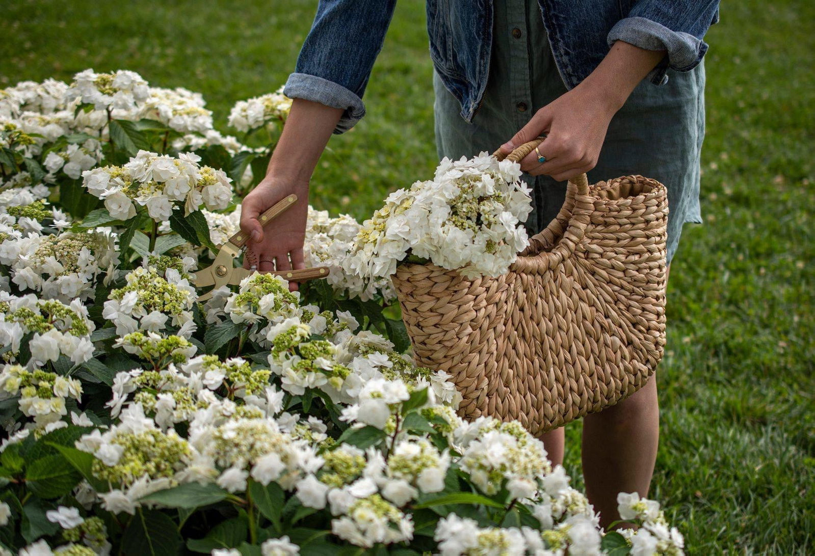 Hydrangea macrophylla ‘Dancing Snow’ Wedding Gown™ Hydrangea — Mr Maple ...