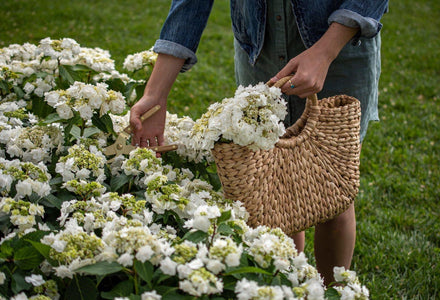 Hydrangea macrophylla ‘Dancing Snow’ Wedding Gown™ Hydrangea — Mr Maple ...