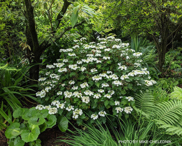 Hydrangea macrophylla ‘Dancing Snow’ Wedding Gown™ Hydrangea — Mr Maple ...