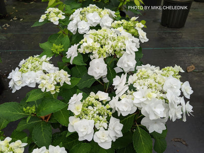 Hydrangea macrophylla ‘Dancing Snow’ Wedding Gown™ Hydrangea — Mr Maple ...