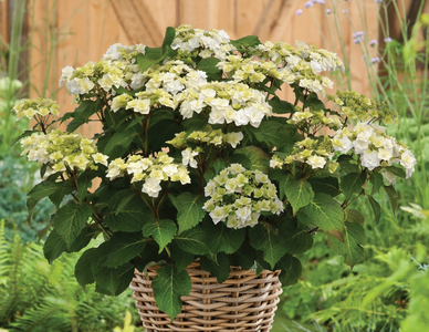 Hydrangea macrophylla ‘Dancing Snow’ Wedding Gown™ Hydrangea — Mr Maple ...