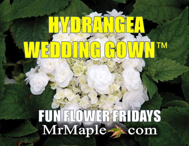 Hydrangea macrophylla ‘Dancing Snow’ Wedding Gown™ Hydrangea — Mr Maple ...