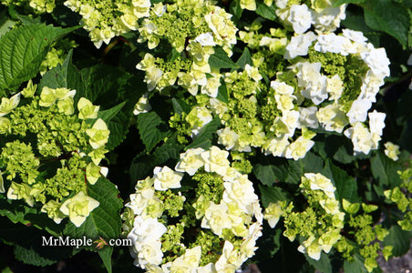 Hydrangea macrophylla ‘Dancing Snow’ Wedding Gown™ Hydrangea — Mr Maple ...