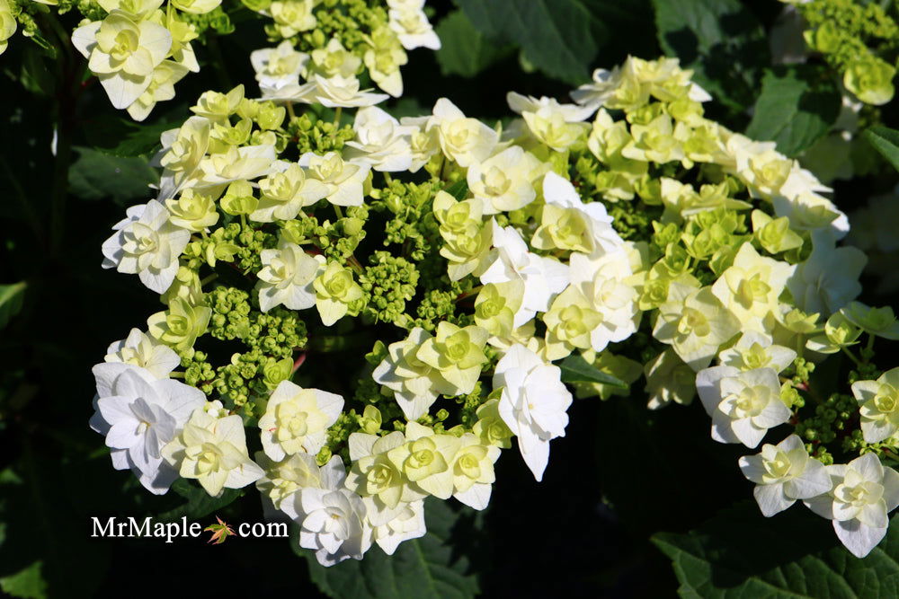 Hydrangea macrophylla ‘Dancing Snow’ Wedding Gown™ Hydrangea — Mr Maple ...