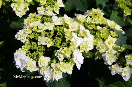 Hydrangea macrophylla ‘Dancing Snow’ Wedding Gown™ Hydrangea — Mr Maple ...