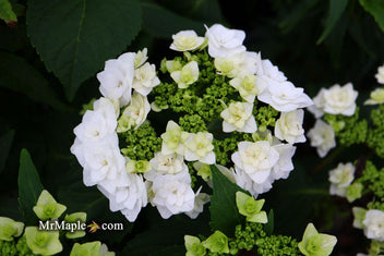 Hydrangea macrophylla ‘Dancing Snow’ Wedding Gown™ Hydrangea — Mr Maple ...
