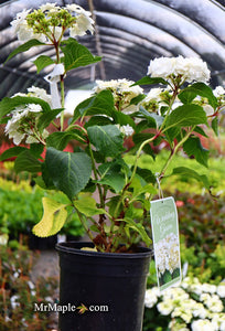 Hydrangea macrophylla ‘Dancing Snow’ Wedding Gown™ Hydrangea — Mr Maple ...