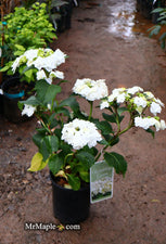 Hydrangea macrophylla ‘Dancing Snow’ Wedding Gown™ Hydrangea — Mr Maple ...